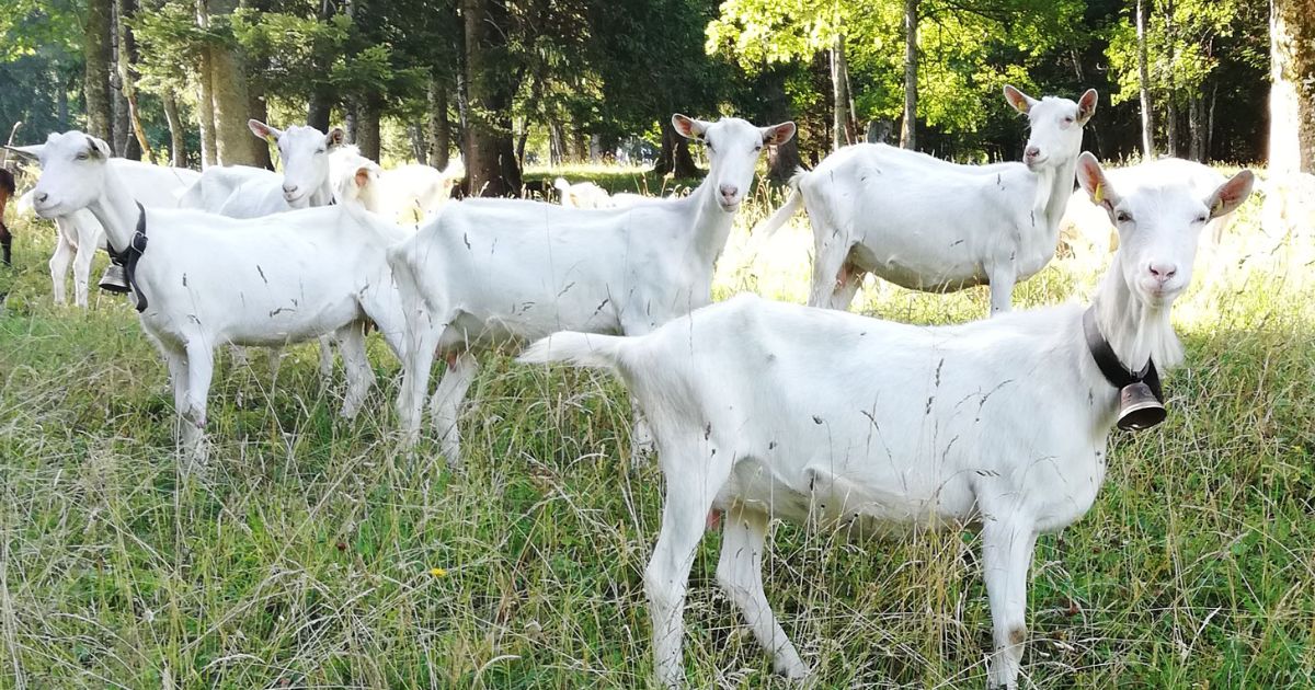 Wallimann Martin | Le petit chevrier